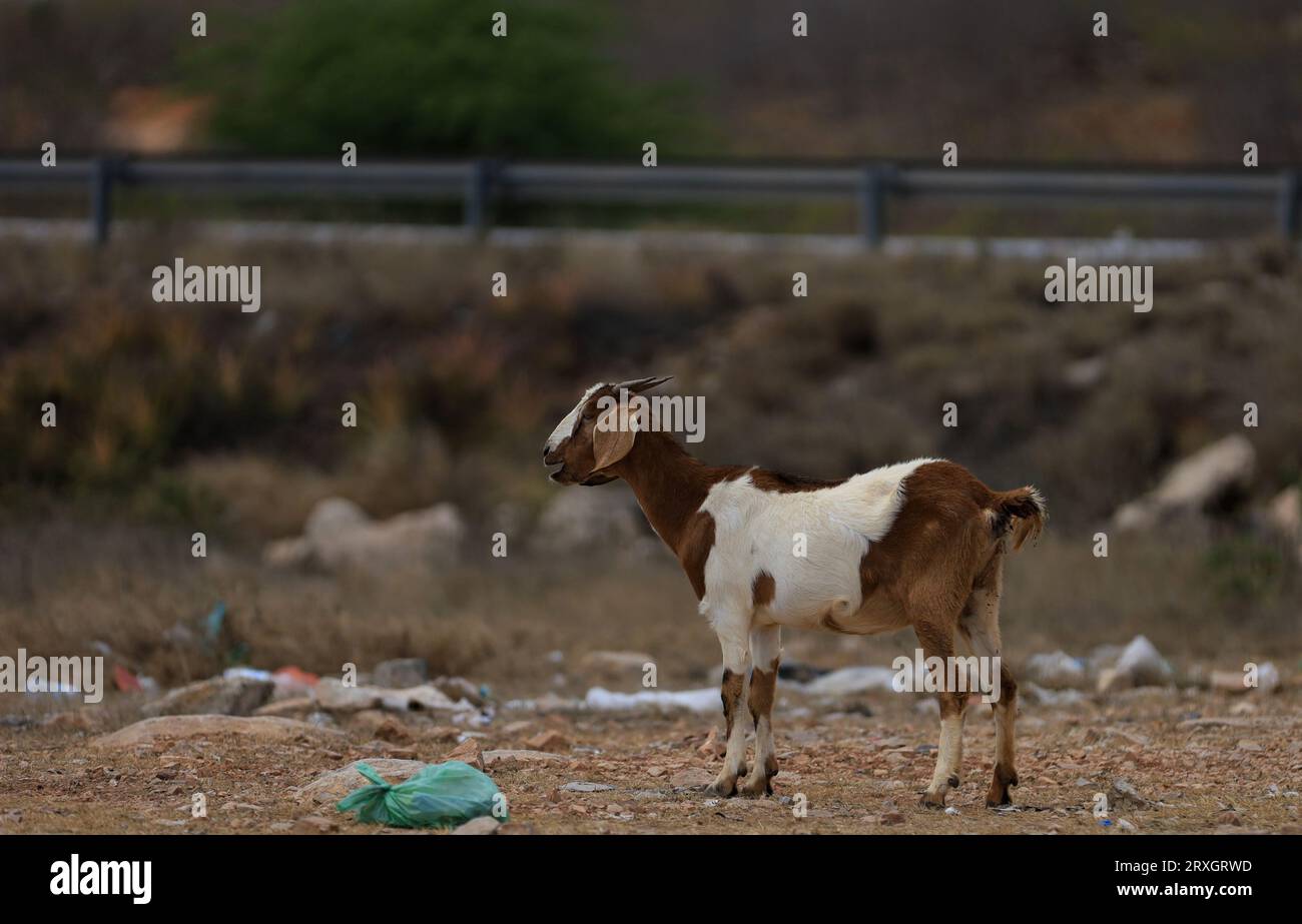 curaca, bahia, brazil - september 18, 2023: goat farming in a dry ...
