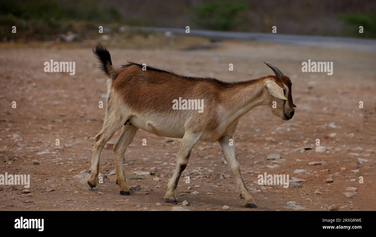 curaca, bahia, brazil - september 18, 2023: goat farming in a dry ...