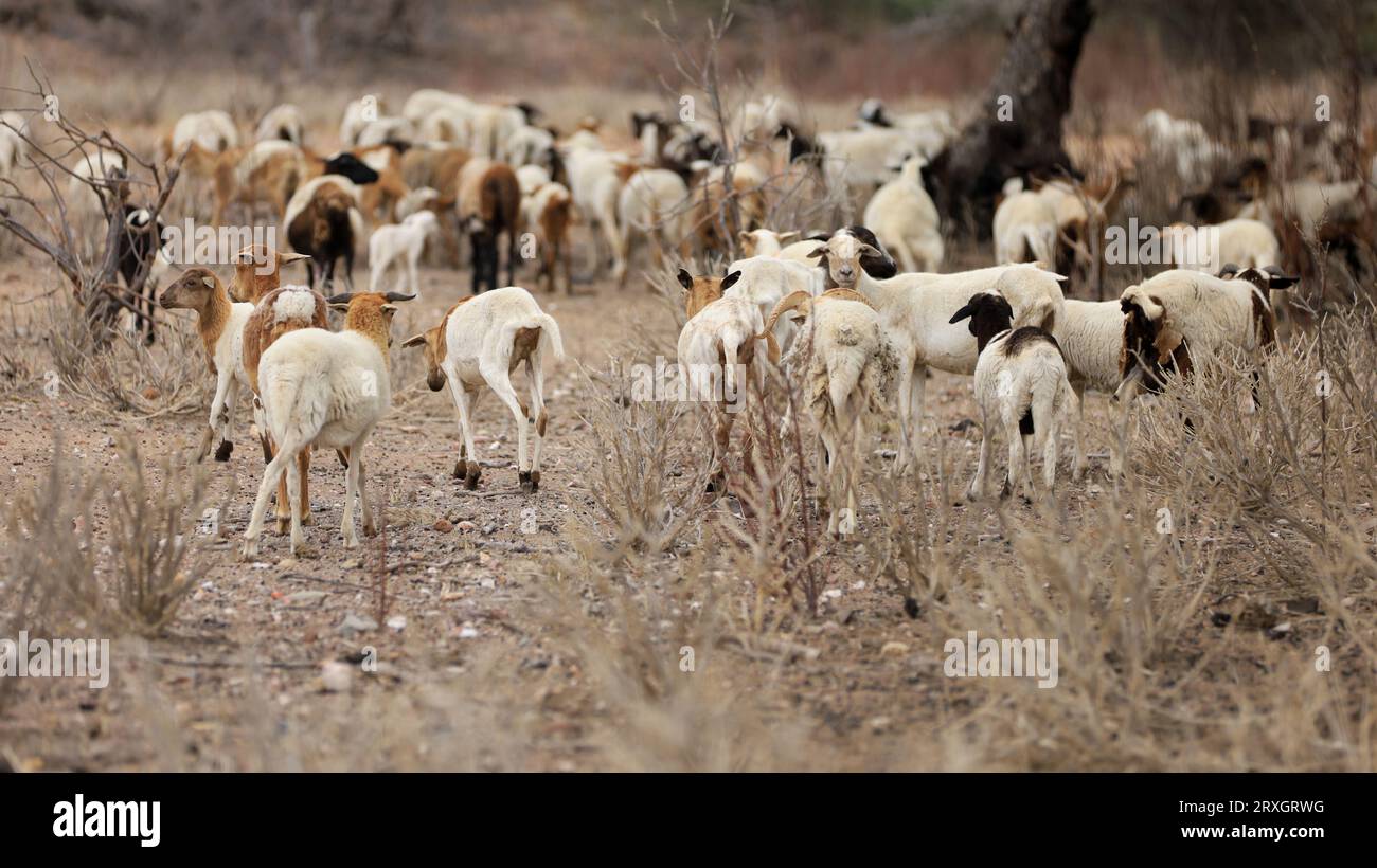 curaca, bahia, brazil - september 18, 2023: sheep farming in a dry ...