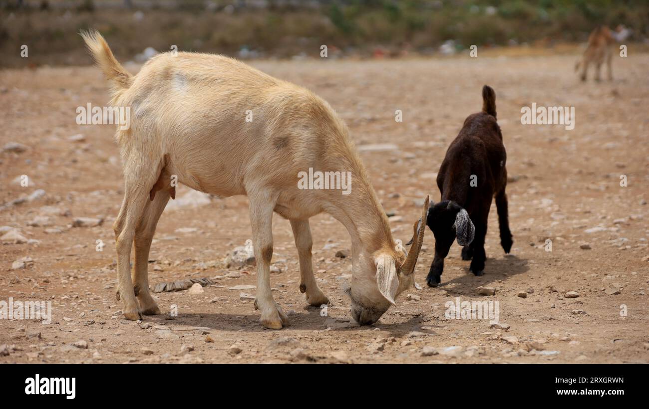 curaca, bahia, brazil - september 18, 2023: goat farming in a dry ...
