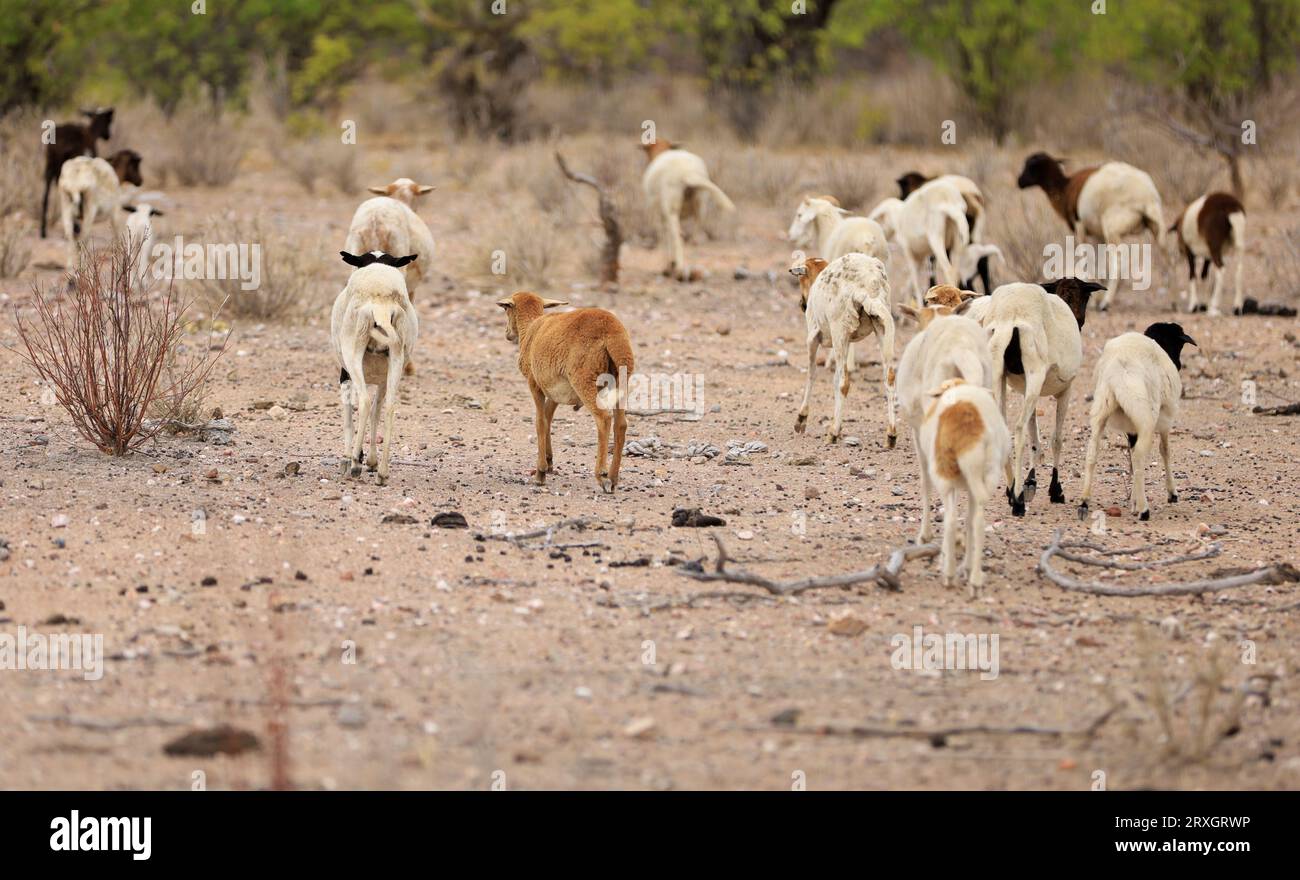 curaca, bahia, brazil - september 18, 2023: sheep farming in a dry ...