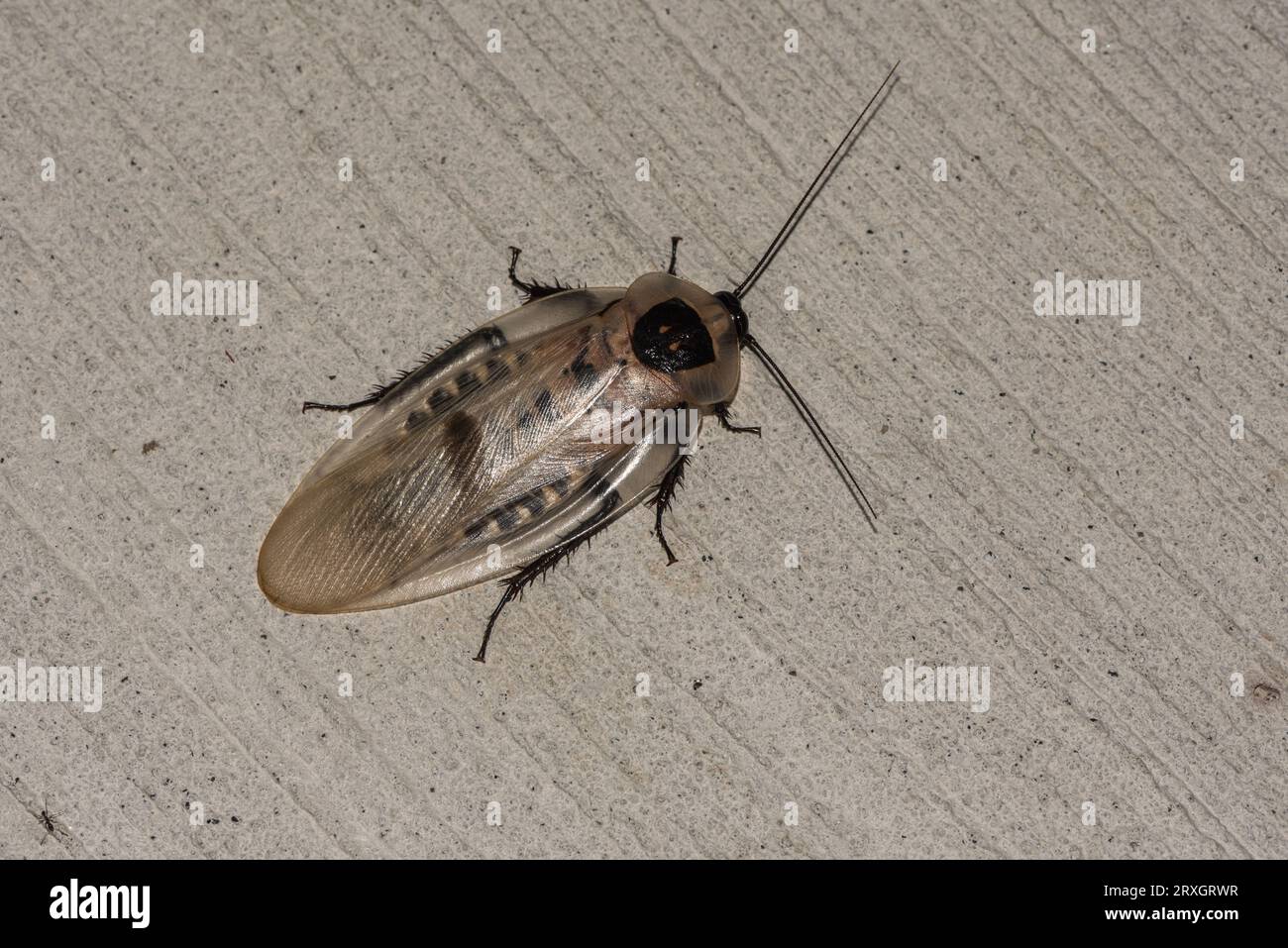Apparently the largest Cockroach in the world - the Brazilian Cockroach ...