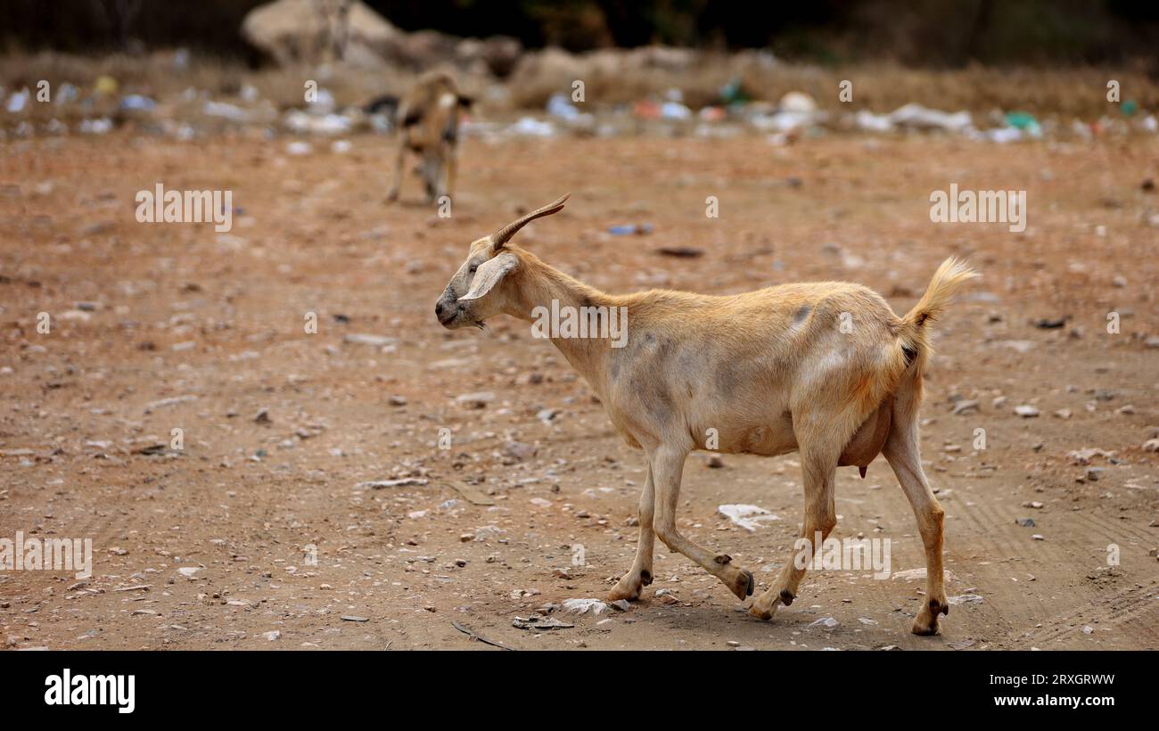curaca, bahia, brazil - september 18, 2023: goat farming in a dry ...