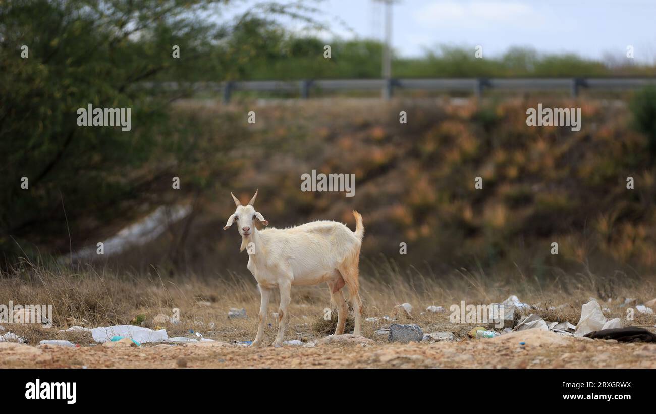 curaca, bahia, brazil - september 18, 2023: goat farming in a dry ...