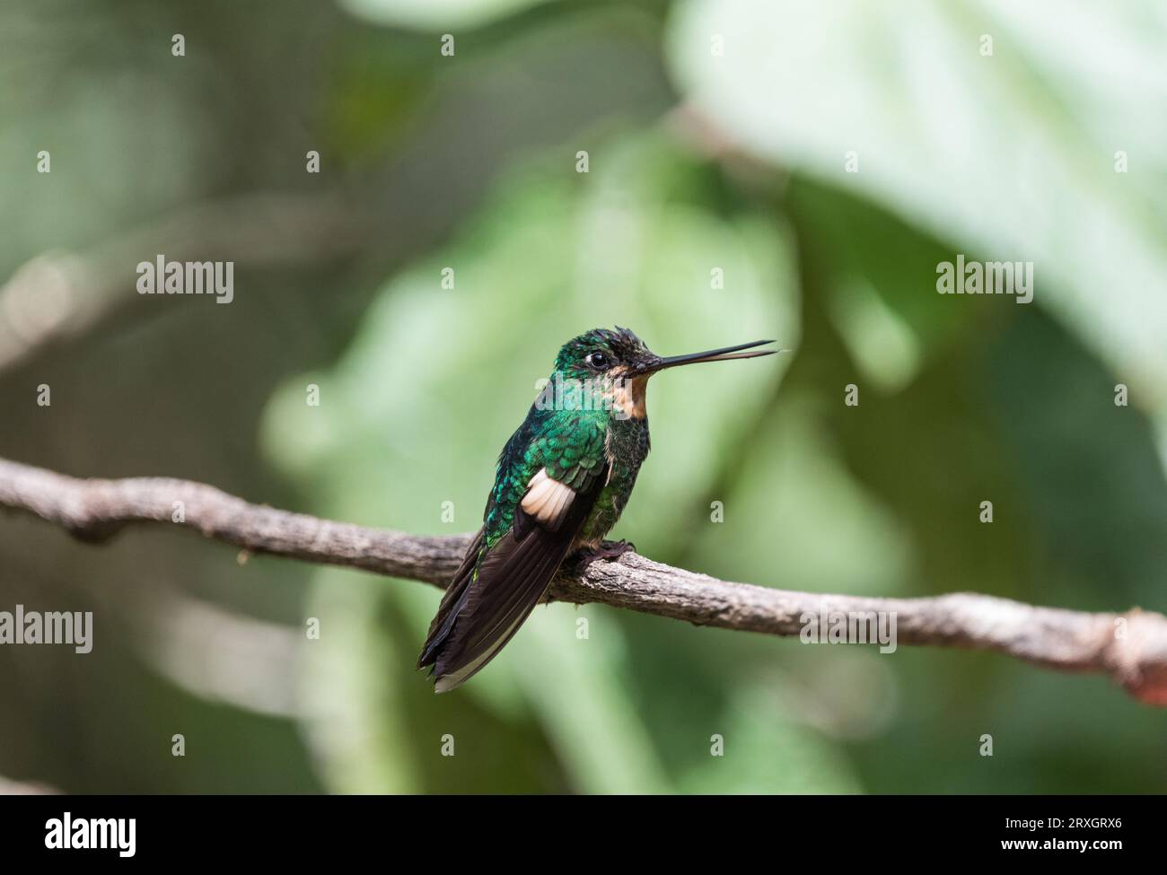 Resting hummingbird, a Buff-winged Starfontlet (Coeligena lutetiae) in ...