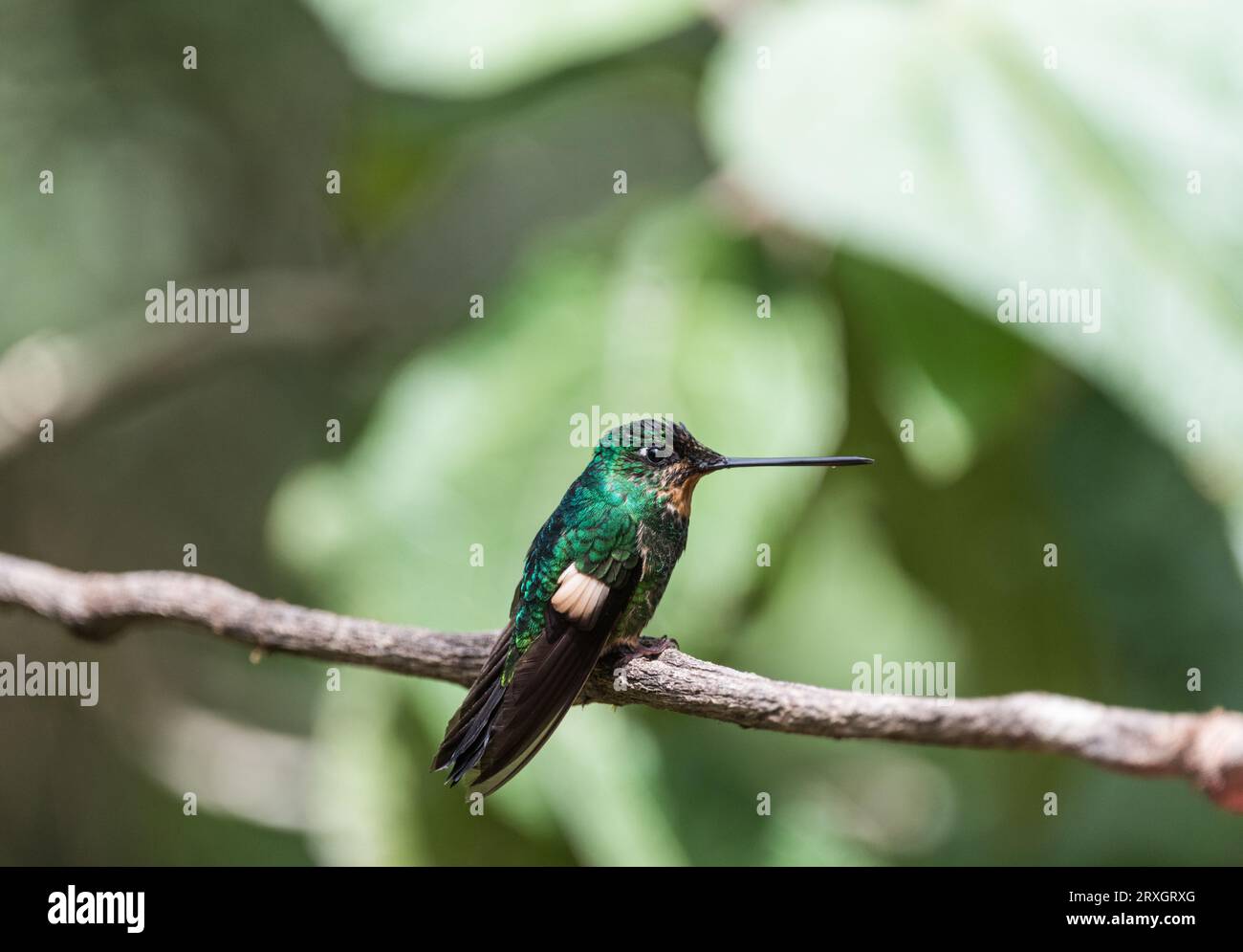Resting hummingbird, a Buff-winged Starfontlet (Coeligena lutetiae) in ...