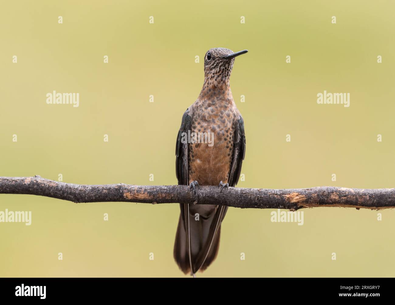 Colibri geant hi-res stock photography and images - Alamy