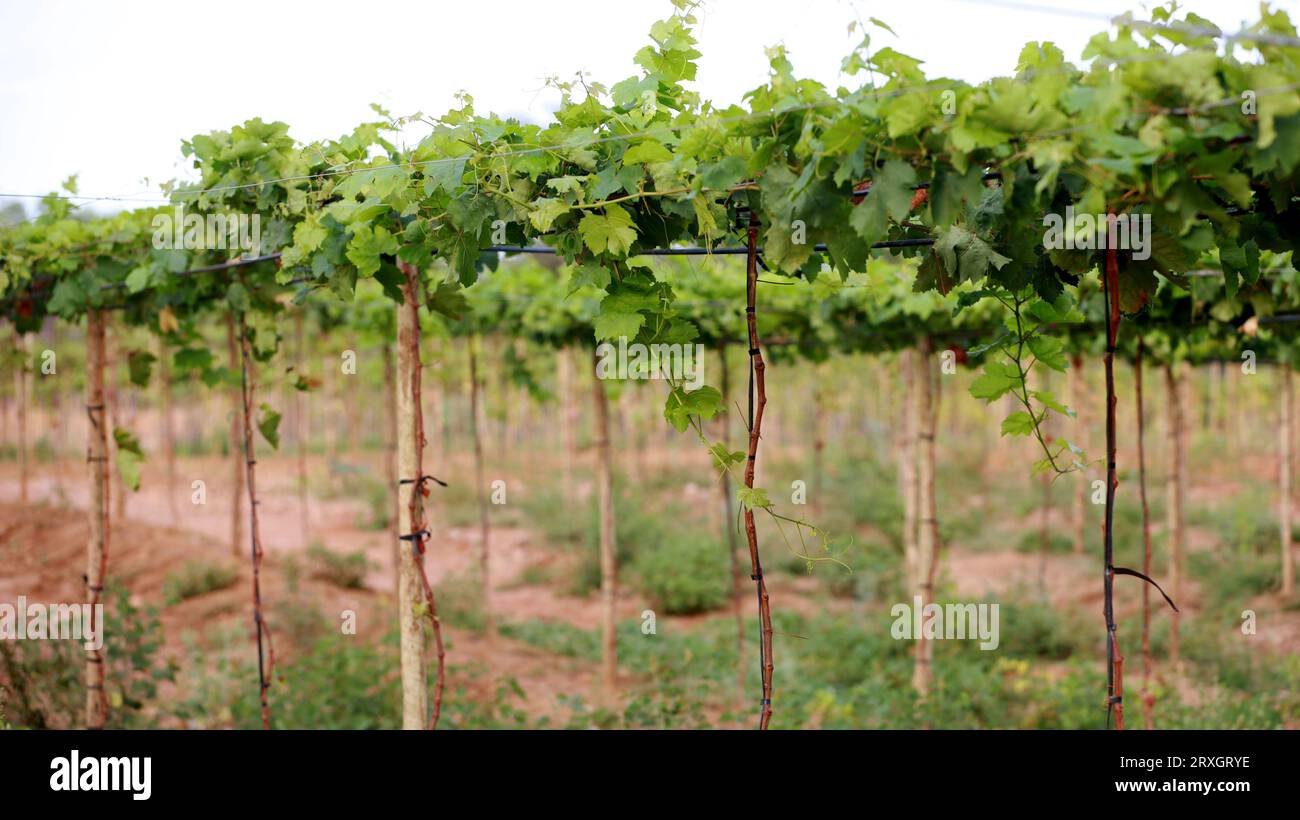 curaca, bahia, brazil - september 18, 2023: grape plantation on a farm ...
