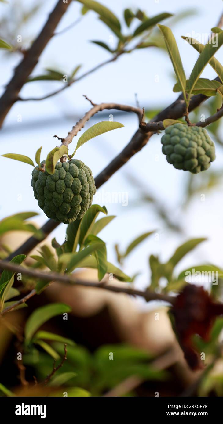 curaca, bahia, brazil - september 18, 2023: pine cone fruit - Annona ...