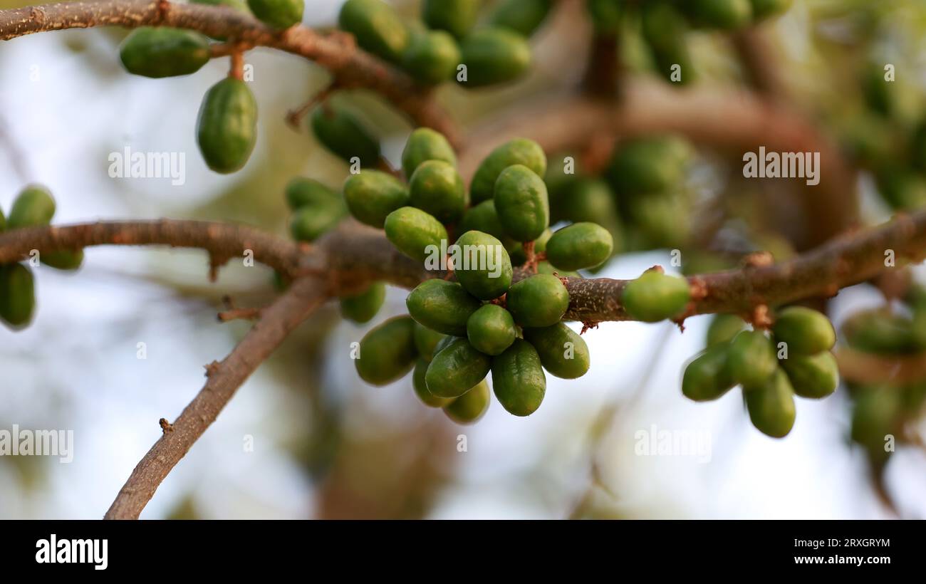 curaca, bahia, brazil - september 18, 2023: crab fruit - Spondias ...