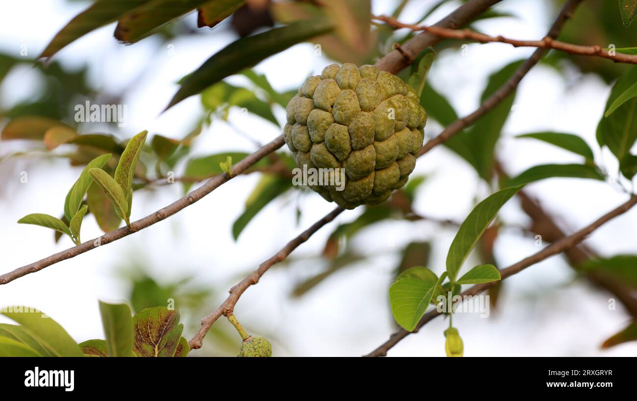 curaca, bahia, brazil - september 18, 2023: pine cone fruit - Annona ...