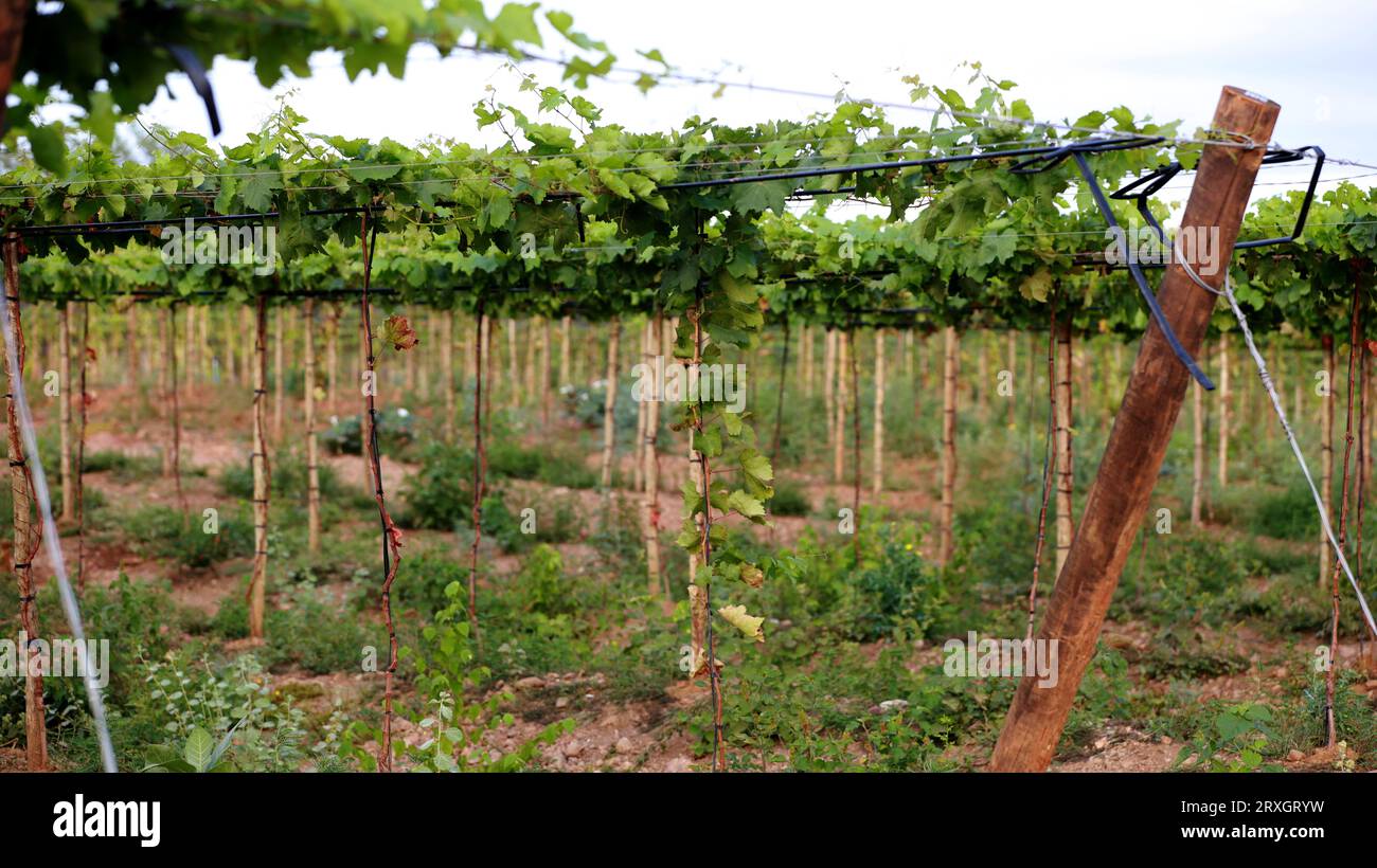 curaca, bahia, brazil - september 18, 2023: grape plantation on a farm ...