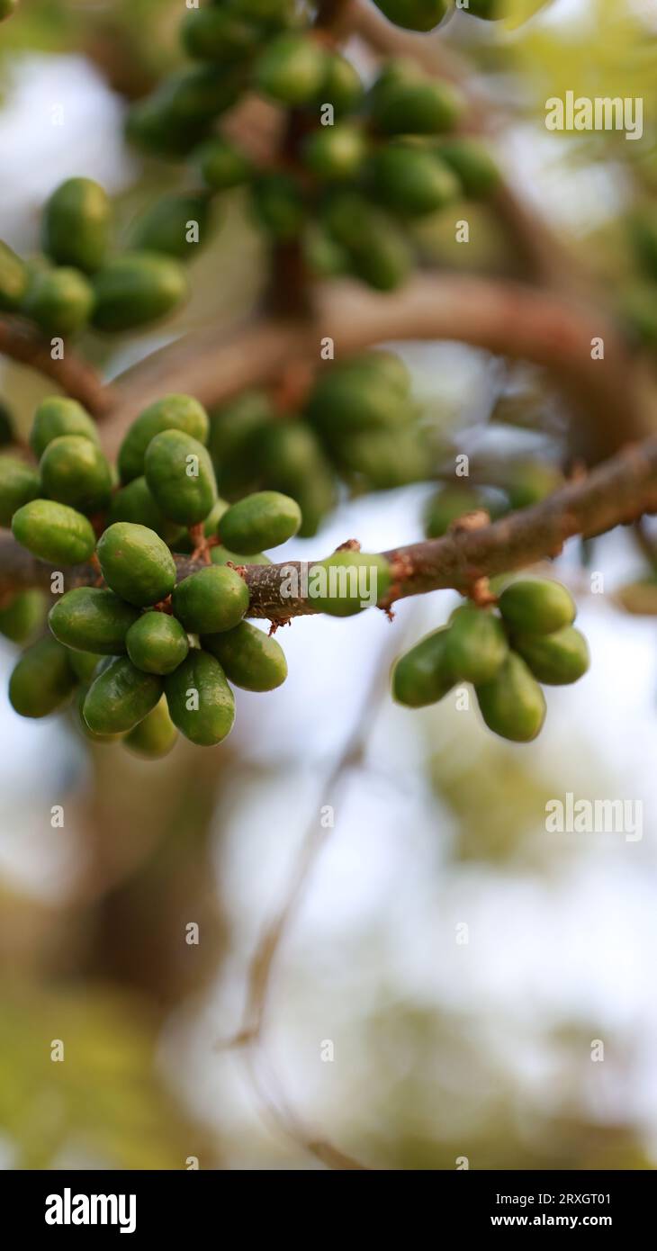 curaca, bahia, brazil - september 18, 2023: crab fruit - Spondias ...