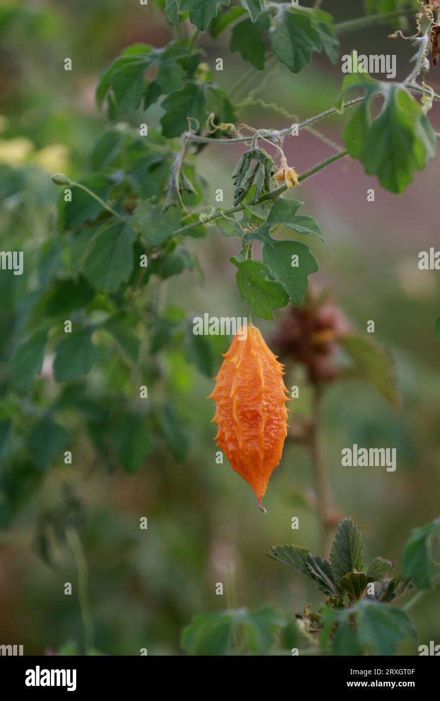 curaca, bahia, brazil - september 18, 2023: Melao de Sao Caetano ...