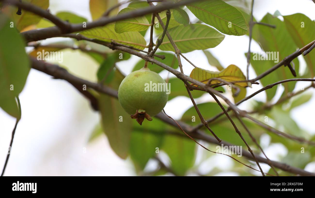 curaca, bahia, brazil - september 18, 2023: guava fruit seen on a farm ...