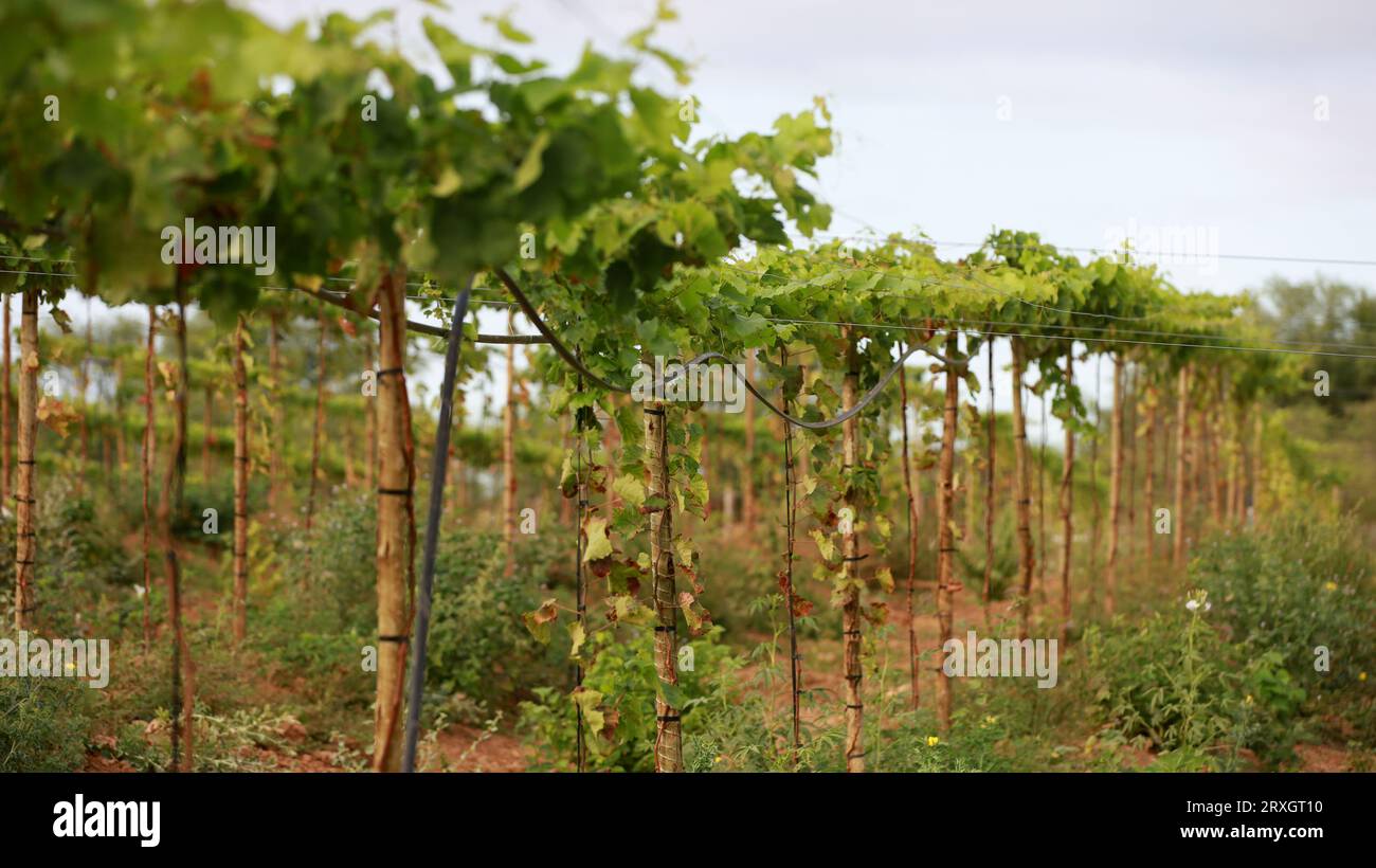 curaca, bahia, brazil - september 18, 2023: grape plantation on a farm ...