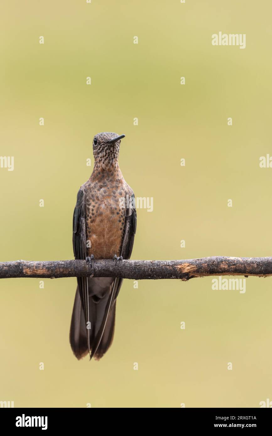 Perched Giant Hummingbird (Patagona gigas) in Antisana NP, Ecuador ...