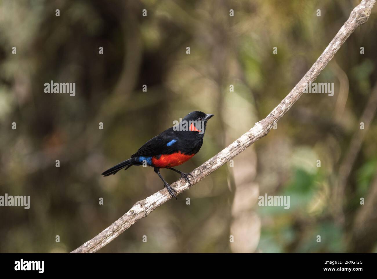 Perched Scarlet-bellied Mountain Tanager (Anisognathus igniventris) in ...