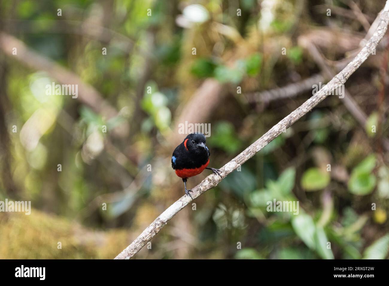 Tangara a ventre rouge hi-res stock photography and images - Alamy