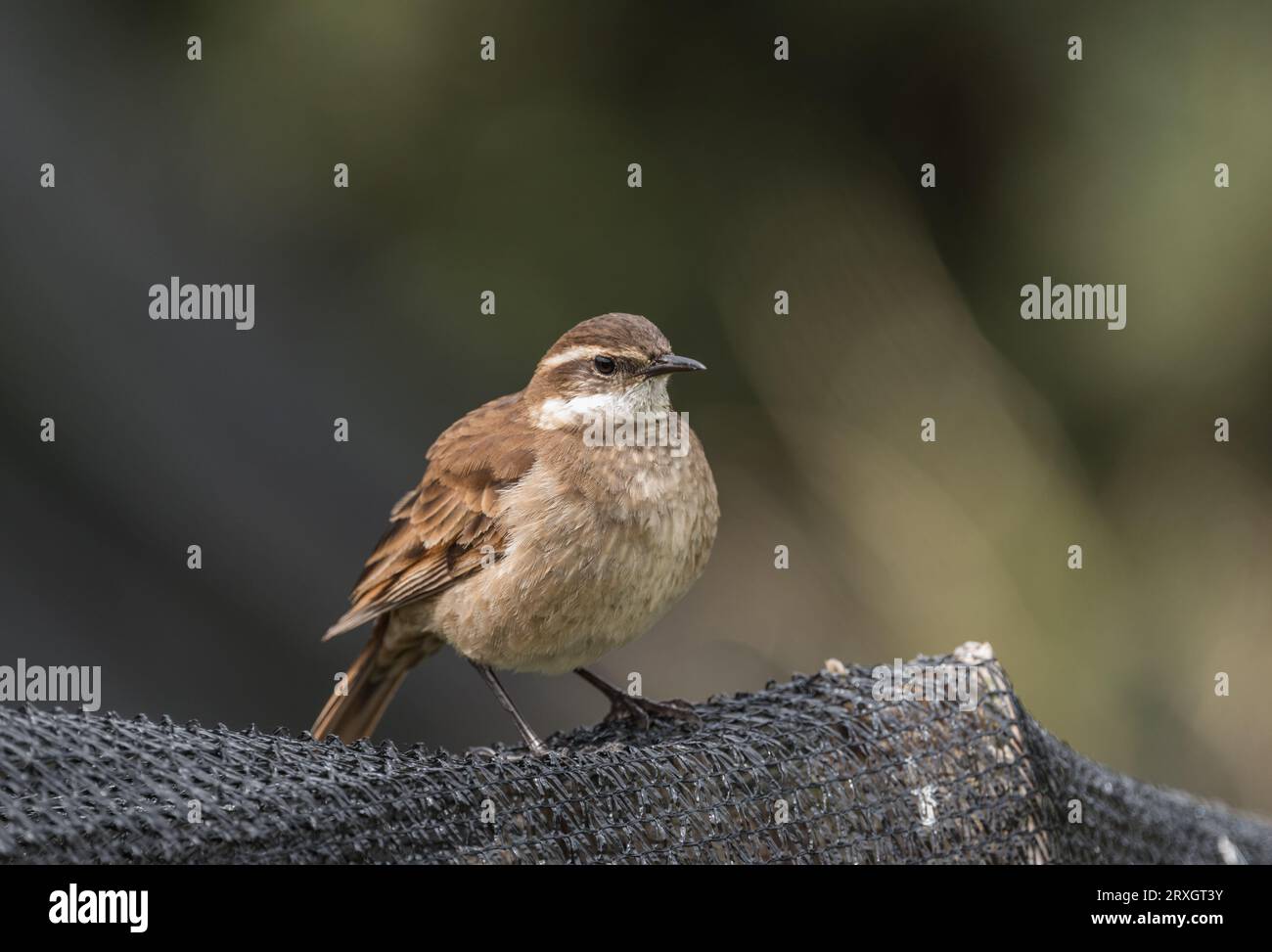 Antisana np hi-res stock photography and images - Alamy