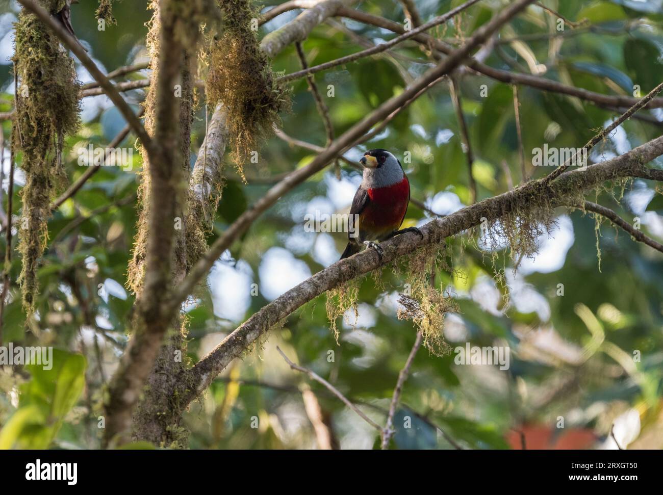 Perched Toucan Barbet (Semnornis ramphastinus) in Refugio Paz de las ...