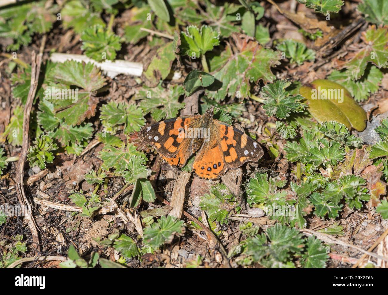 Western Painted Lady (Vanessa carye) in Yanacocha Reserve, Ecuador ...