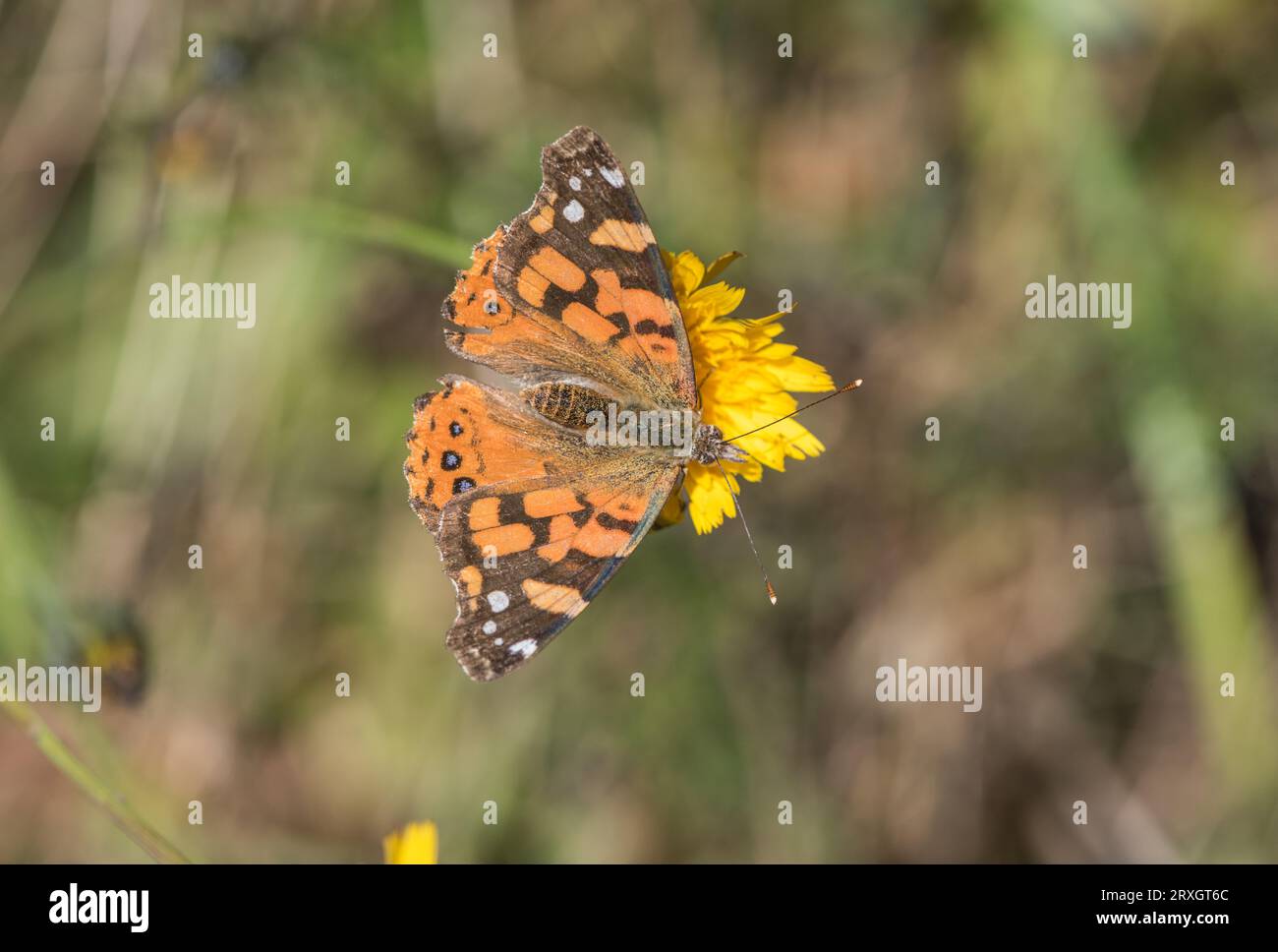 Western Painted Lady (Vanessa carye) in Yanacocha Reserve, Ecuador ...
