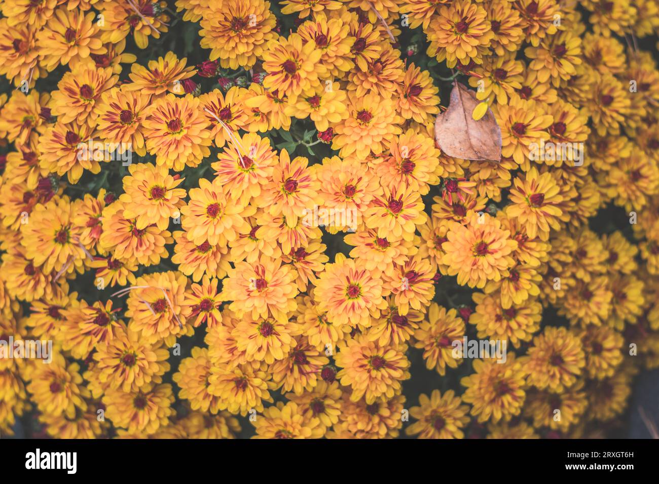 All Saints Day symbols - chrysanthemum flowers on the tomb Stock Photo ...