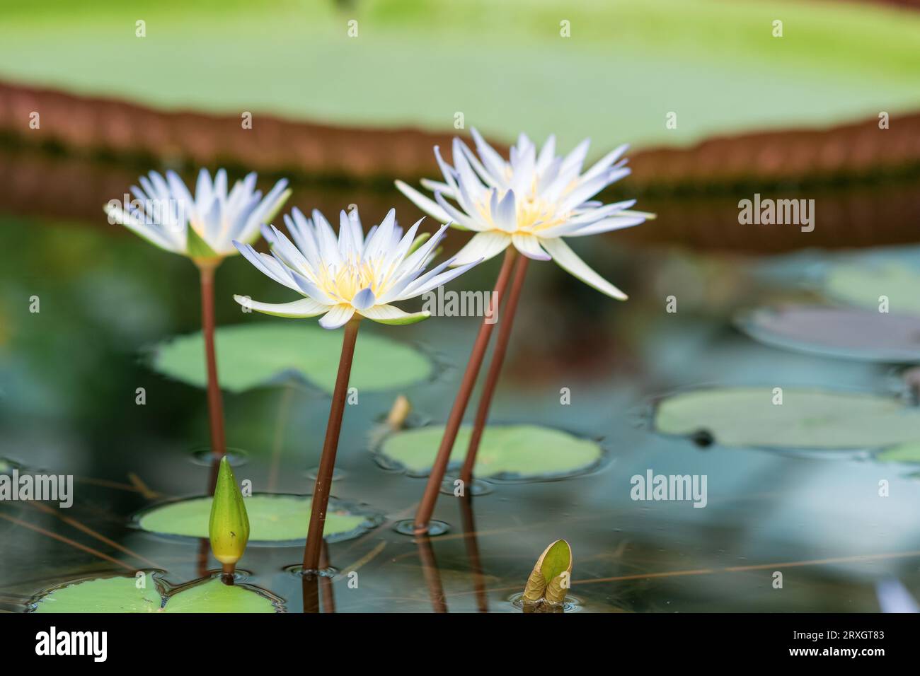 beautiful flowers of blue water lily, also called blue lotus, close-up ...