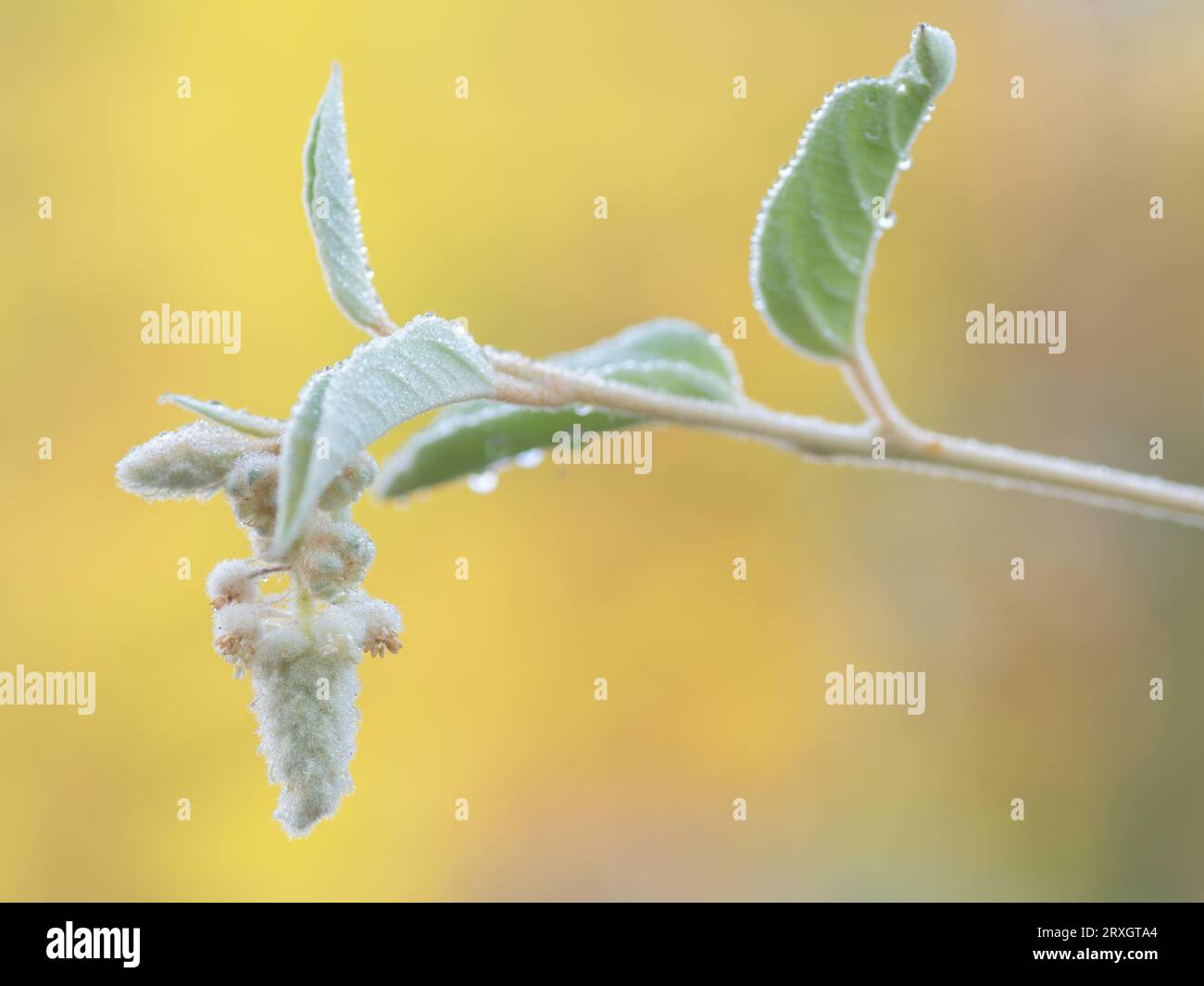 Croton capitatus, often called doveweed or hogwort, blooms in open ...