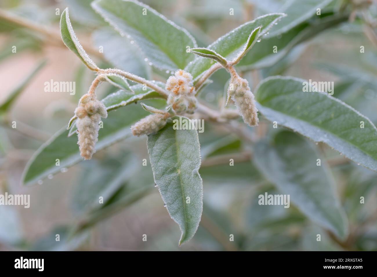 Texas goatweed hi-res stock photography and images - Alamy