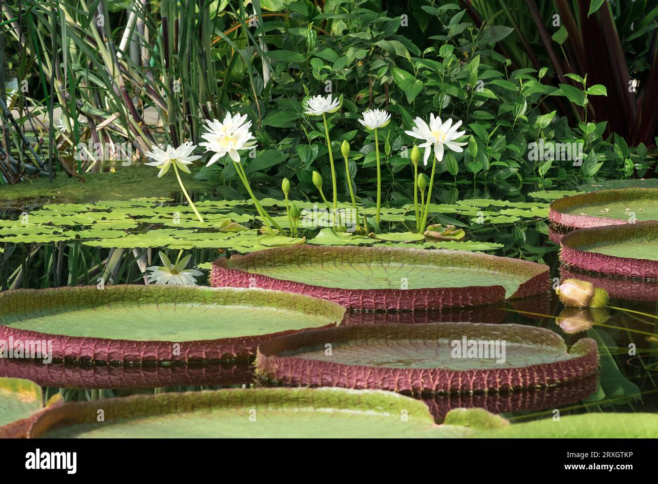 flowering tropical aquatic plants in the greenhouse pool Stock Photo ...