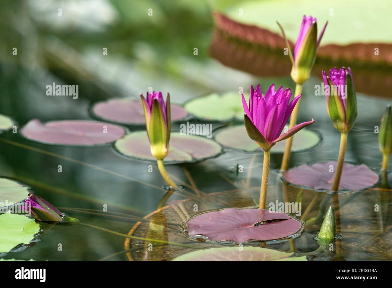 purple buds of a tropical water lily are just starting to open before ...