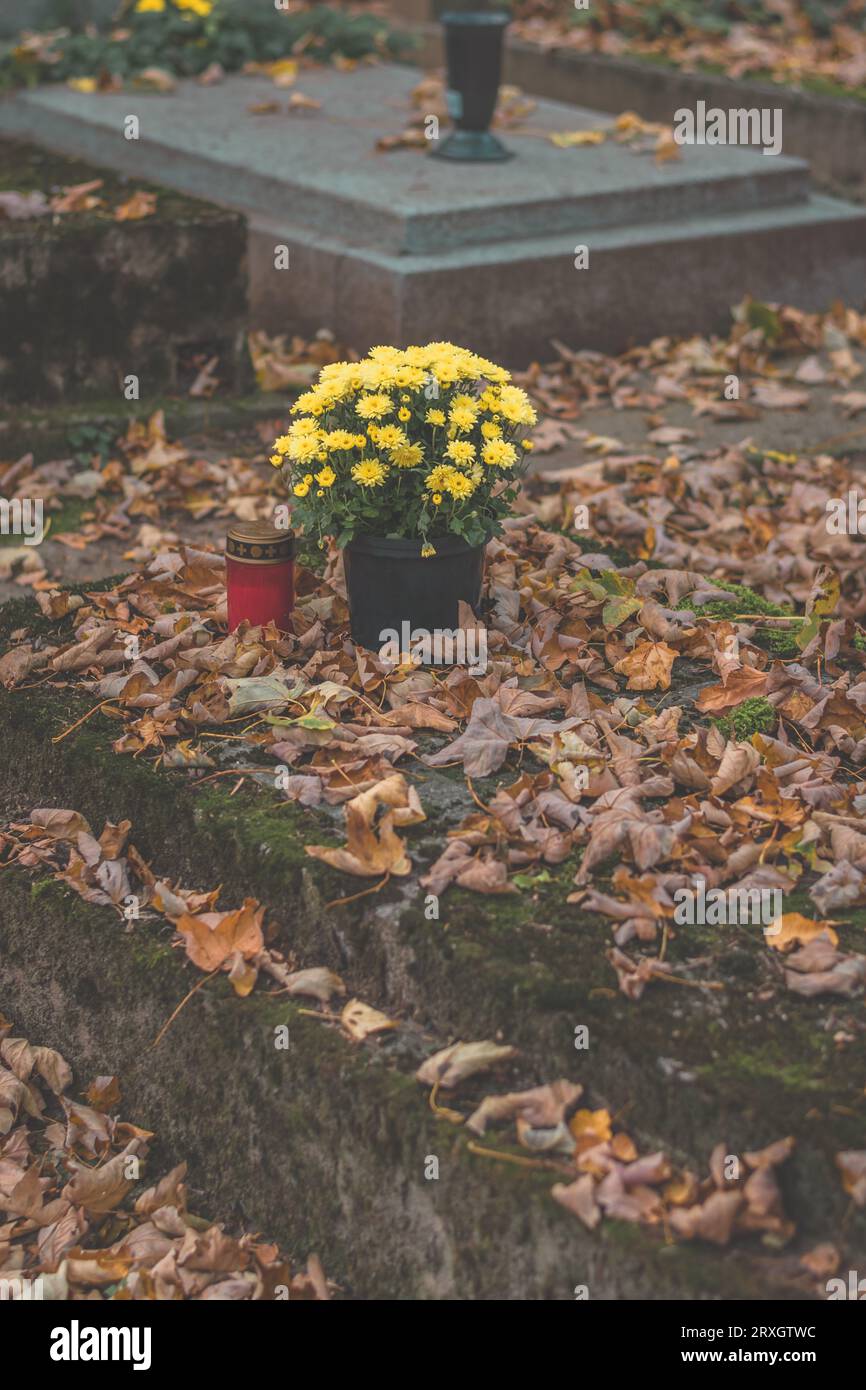 decorative chrysanthemum flowers on the tomb in the cemetery Stock ...