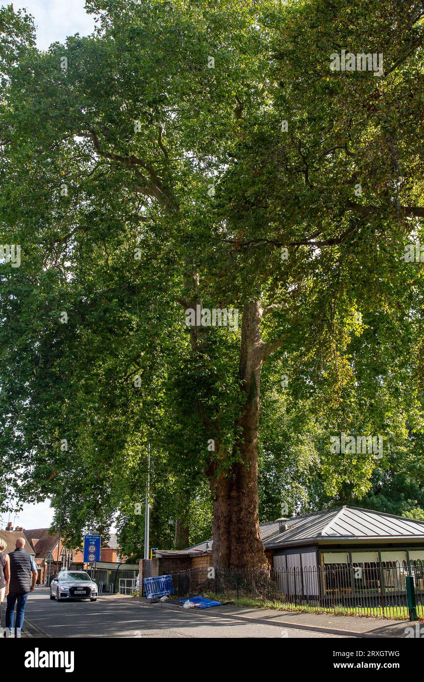 Marlow, UK. 25th September, 2023. A beautiful London Plane Tree in ...