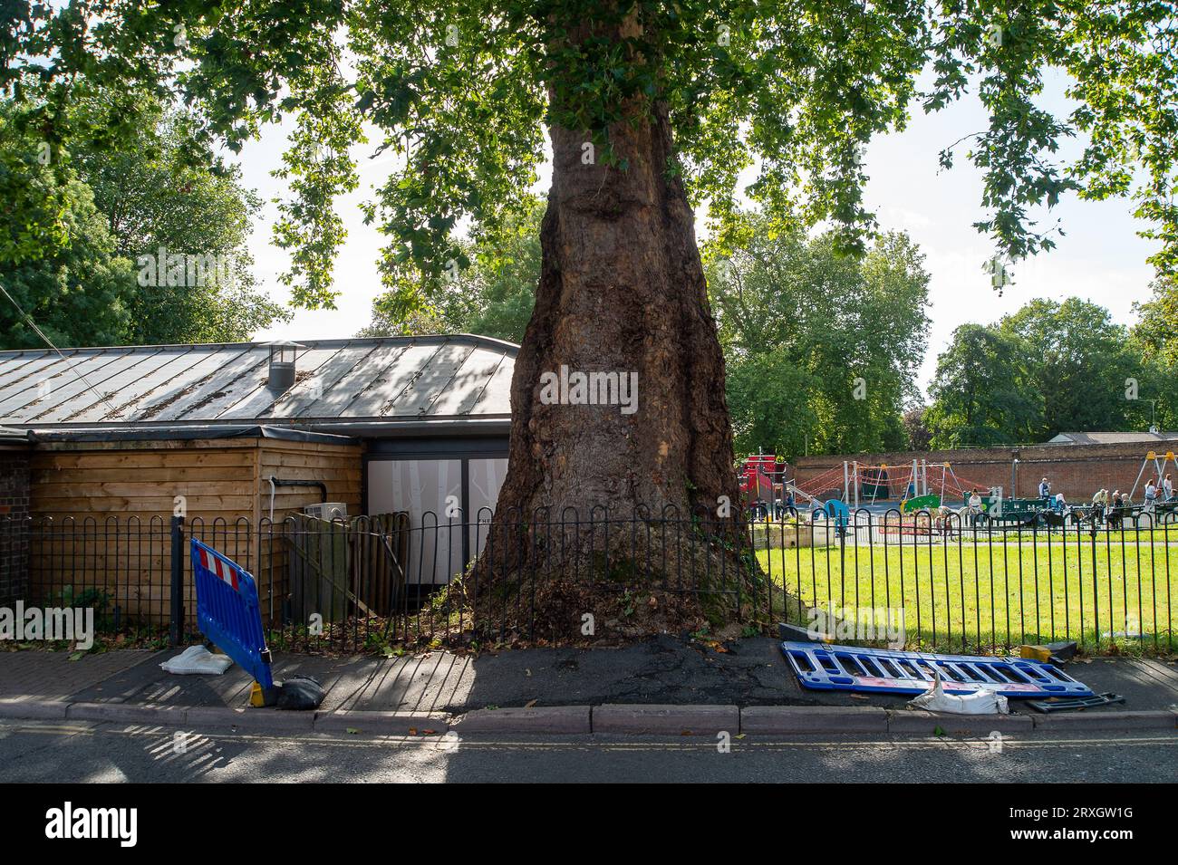 Marlow, UK. 25th September, 2023. A beautiful London Plane Tree in ...