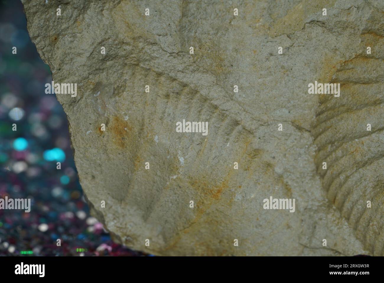 Ammonite is a fossil of a squid, photographed in close-up in the studio ...