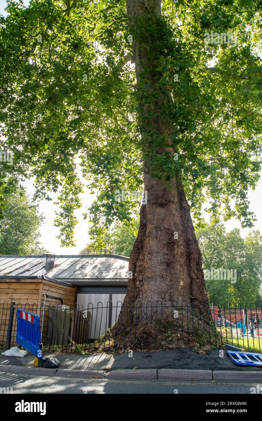 Marlow, UK. 25th September, 2023. A beautiful London Plane Tree in ...