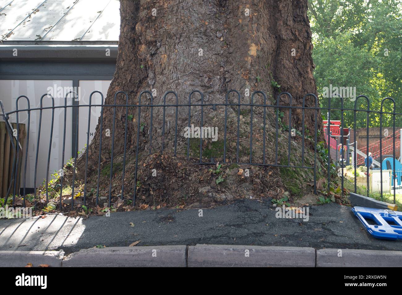 Marlow, UK. 25th September, 2023. A beautiful London Plane Tree in ...