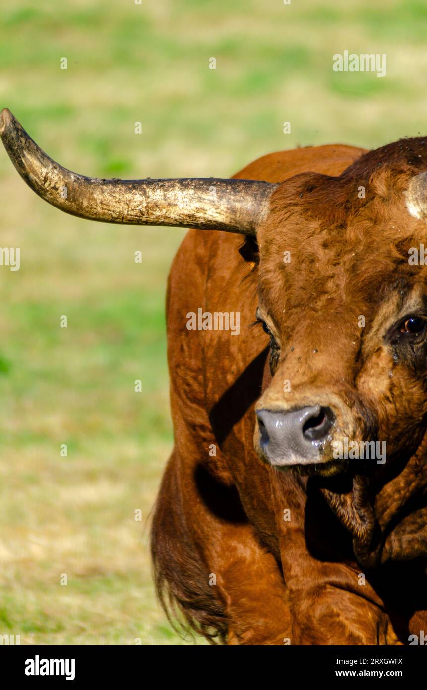 Autochthonous animal hi-res stock photography and images - Alamy