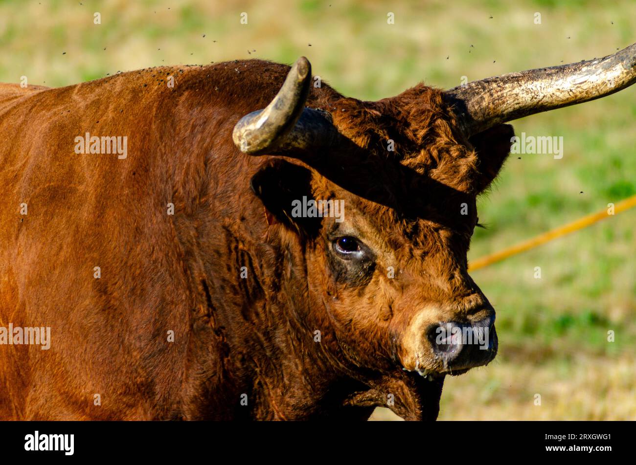Portrait of a bull of an autochthonous breed from the northern part of ...