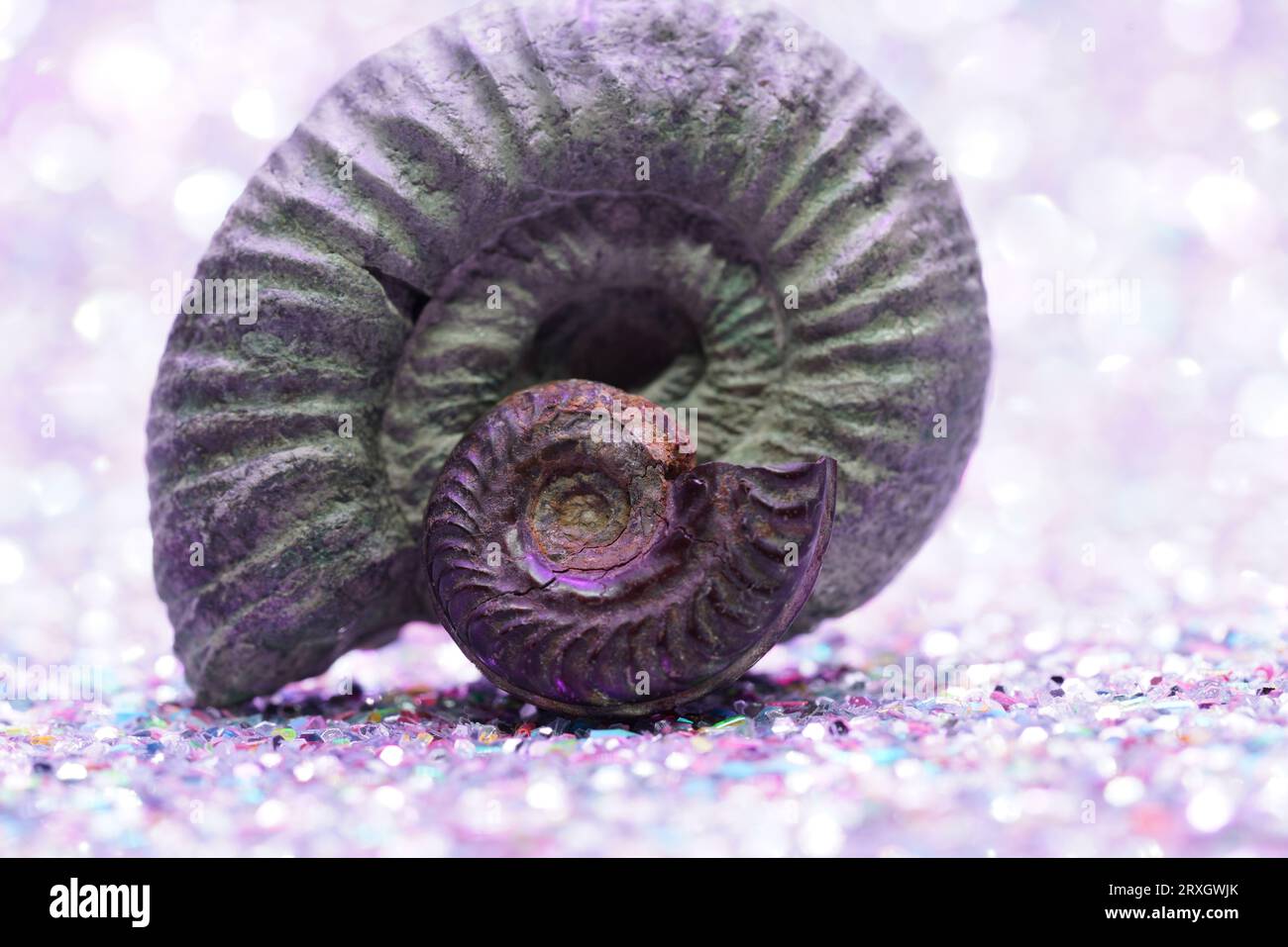 Ammonite is a fossil of a squid, photographed in close-up in the studio ...