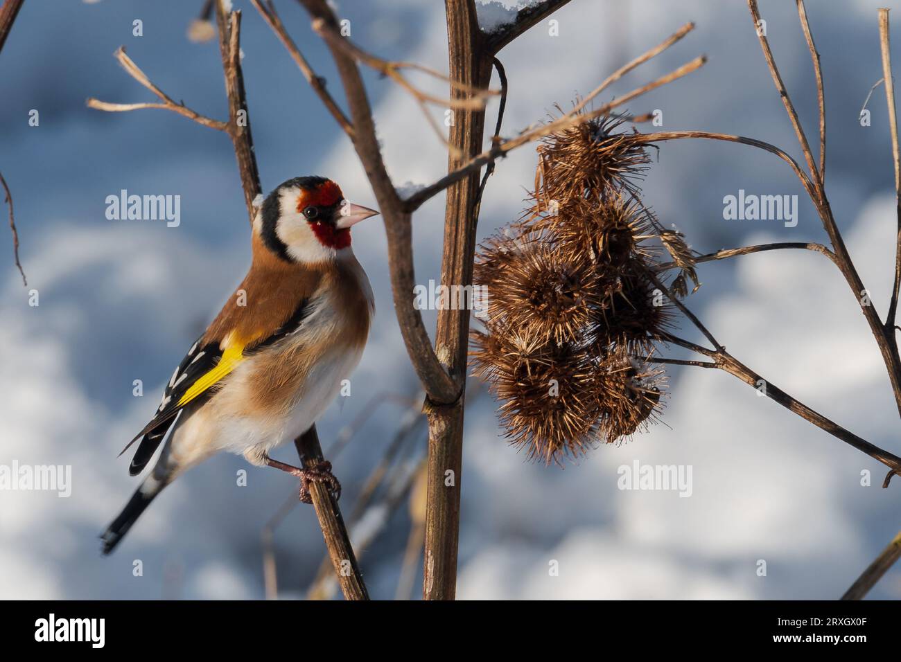 Goldfinch beautiful bird hi-res stock photography and images - Alamy
