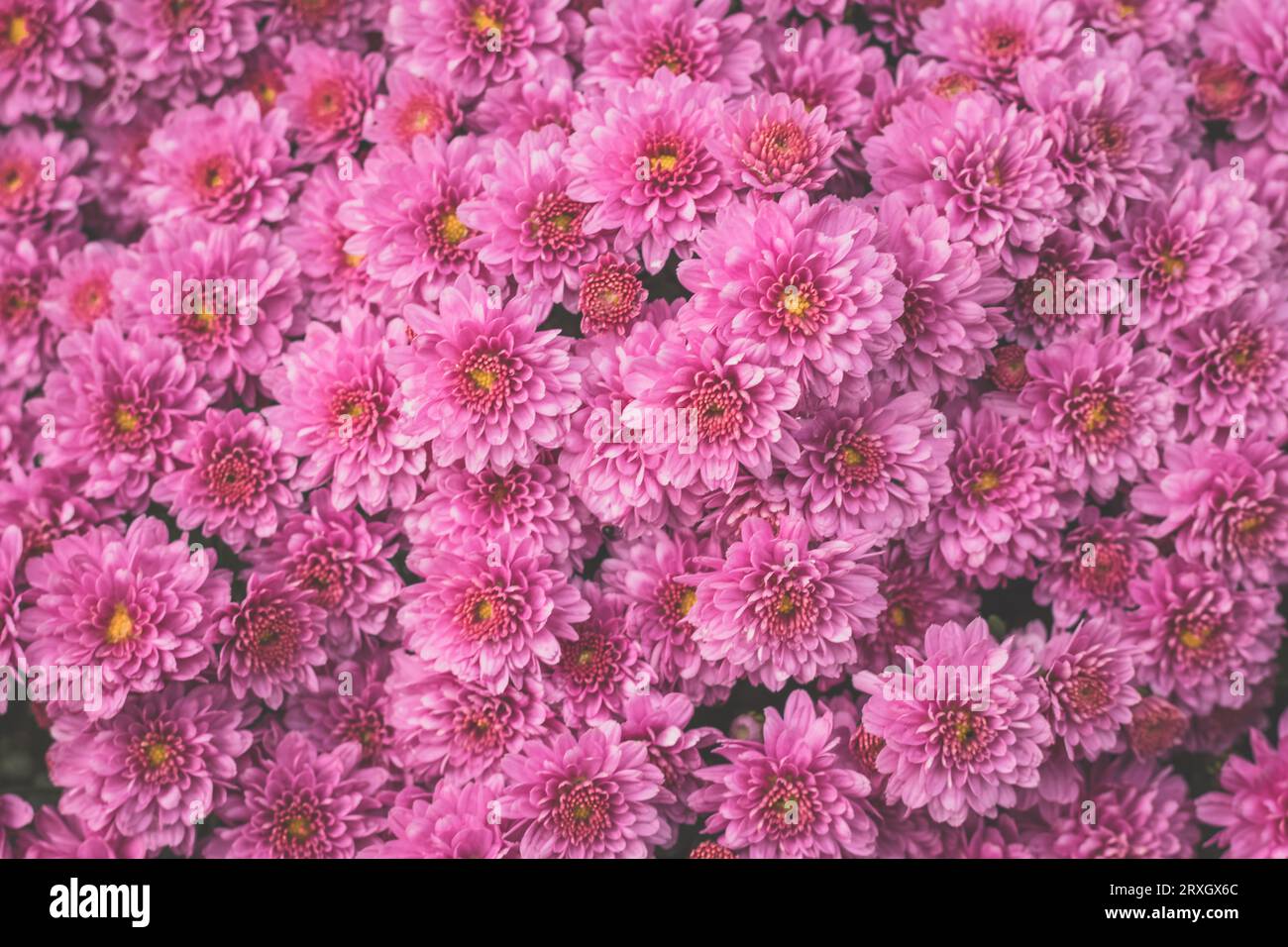 All Saints Day symbols - chrysanthemum flowers on the tomb Stock Photo ...