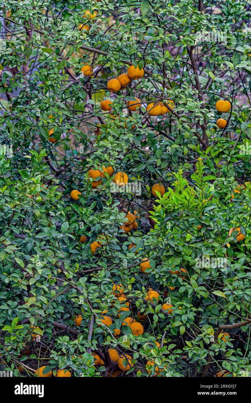 Ful tree hi-res stock photography and images - Alamy