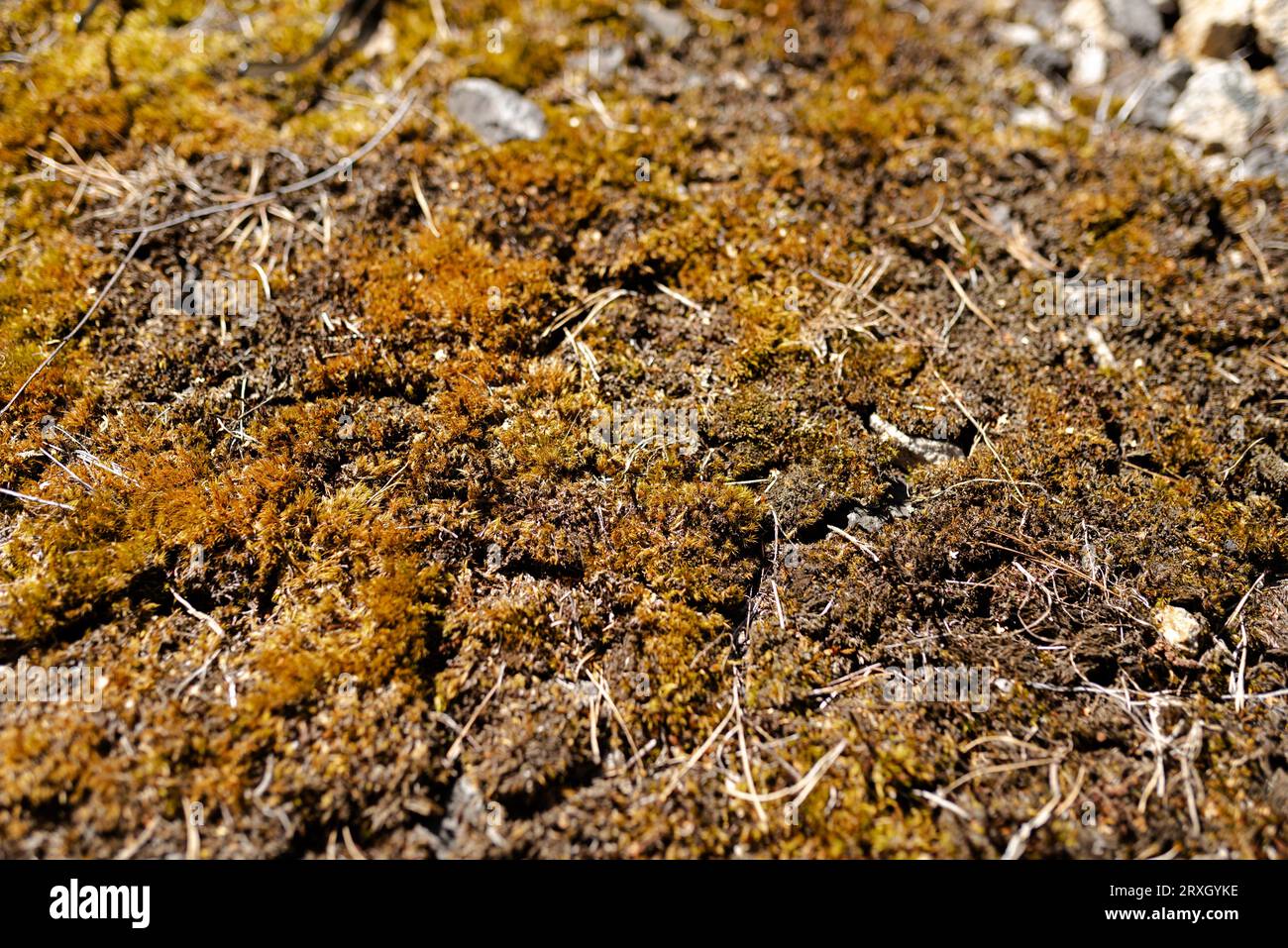 dry earth, moss, drought Stock Photo - Alamy
