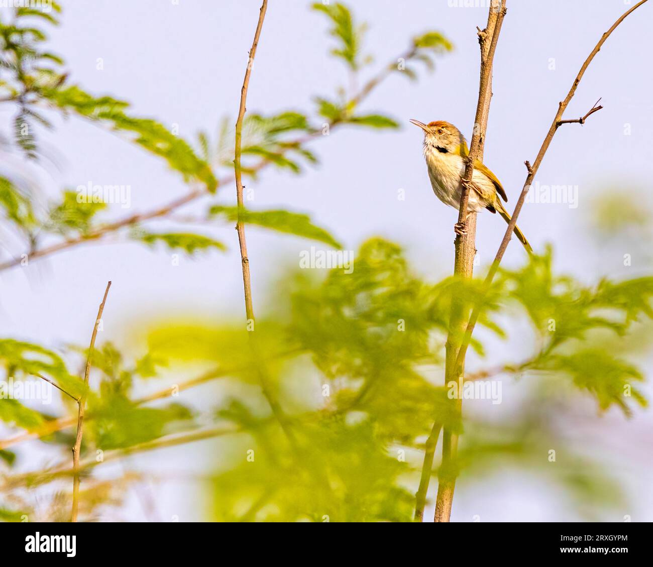 Tailor bird nest hi-res stock photography and images - Alamy