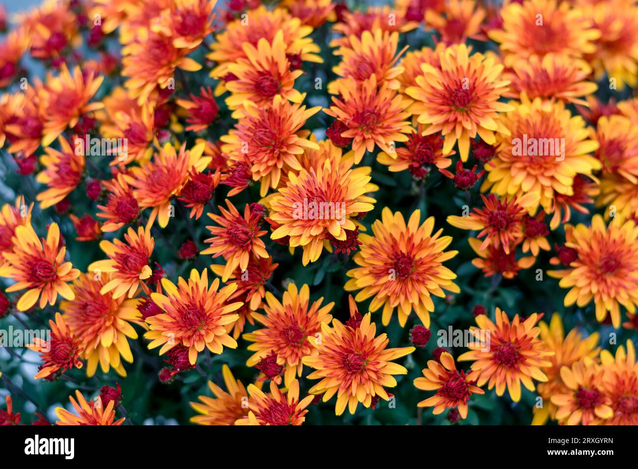 All Saints Day symbols - chrysanthemum flowers on the tomb Stock Photo ...