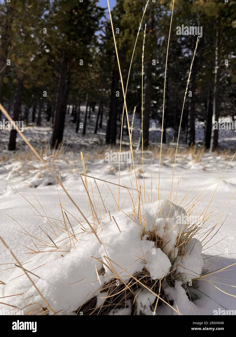 Argentina christmas trees hi-res stock photography and images - Alamy