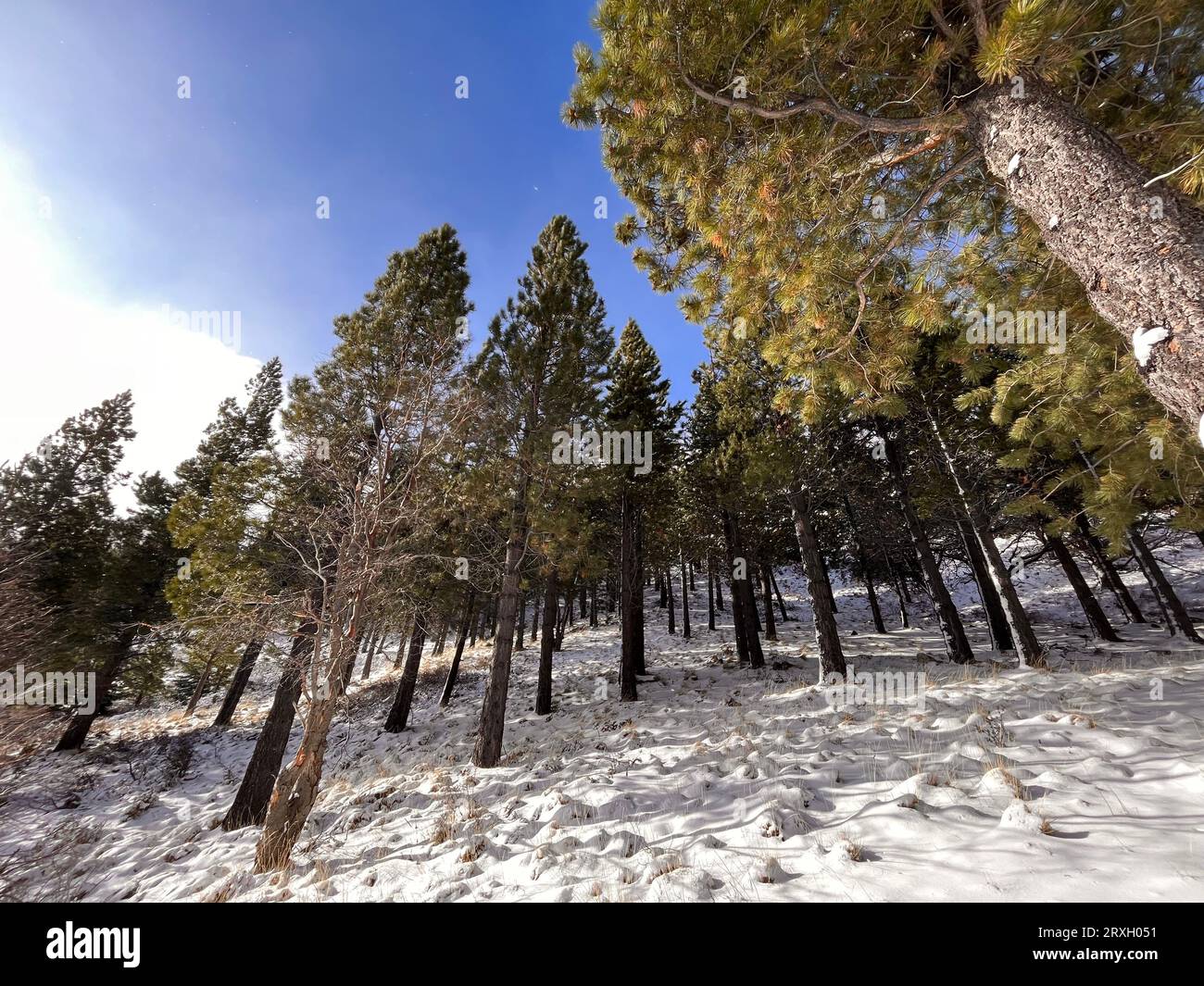 Argentina christmas trees hi-res stock photography and images - Alamy